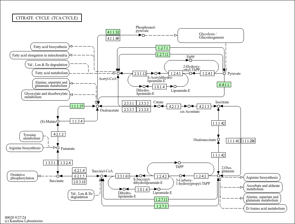 KEGG PATHWAY: Citrate cycle (TCA cycle) - Thermococcus argininiproducens