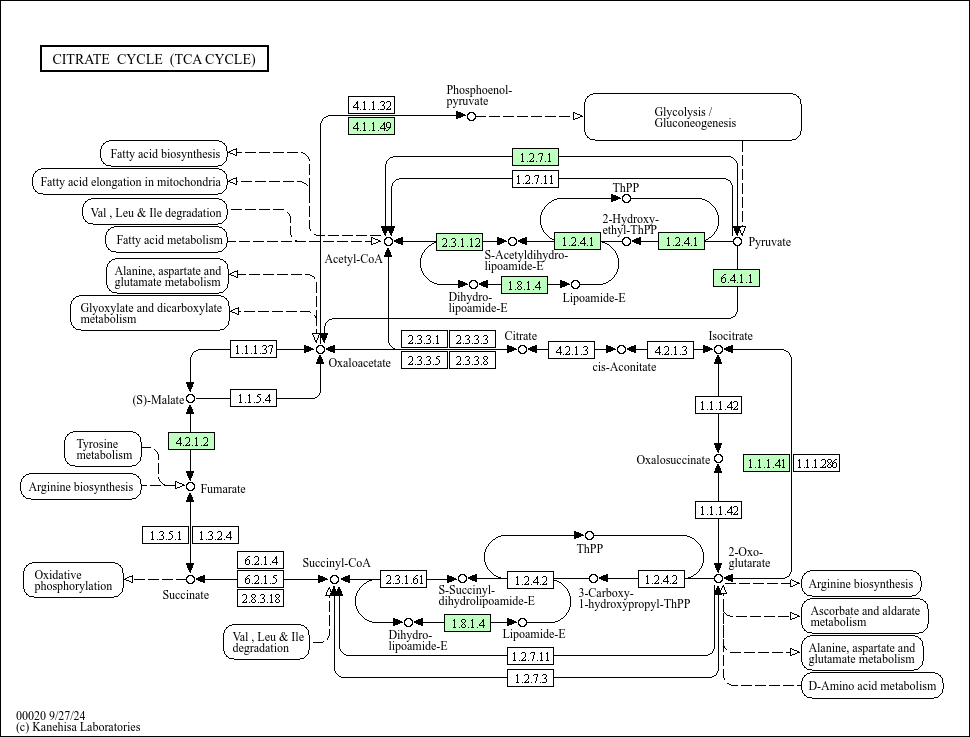KEGG PATHWAY: Citrate cycle (TCA cycle) - Tetragenococcus halophilus ...