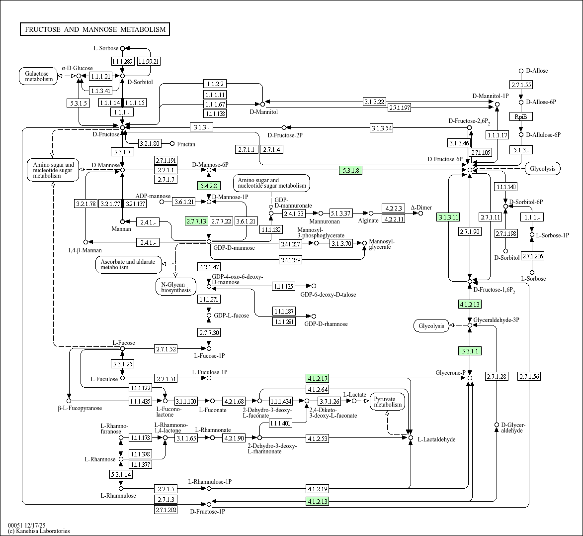 KEGG PATHWAY: Fructose and mannose metabolism - Thermococcus cleftensis