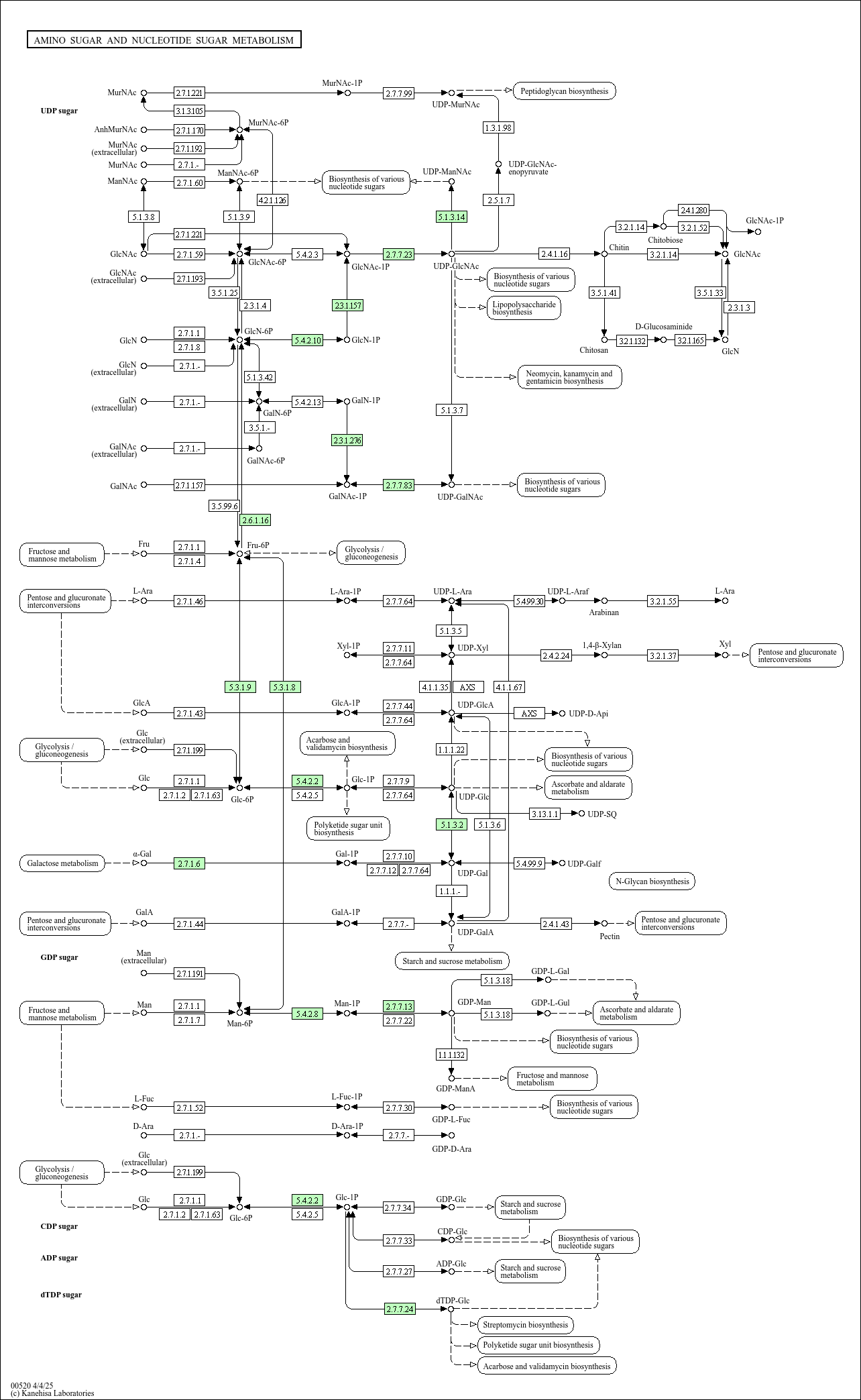 KEGG PATHWAY: Amino sugar and nucleotide sugar metabolism ...