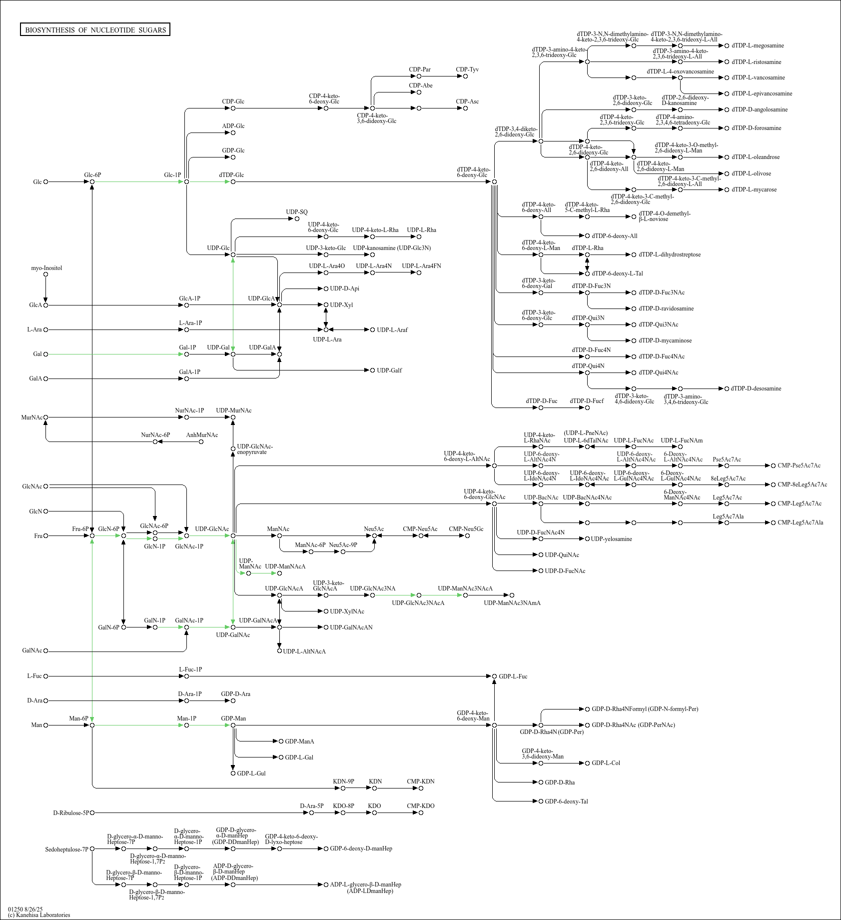 KEGG PATHWAY: Biosynthesis of nucleotide sugars - Thermococcus cleftensis