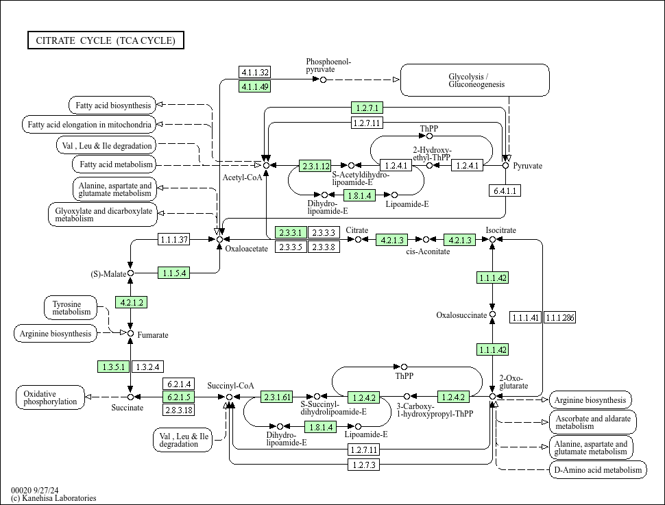 KEGG PATHWAY: Citrate cycle (TCA cycle) - Tatumella ptyseos