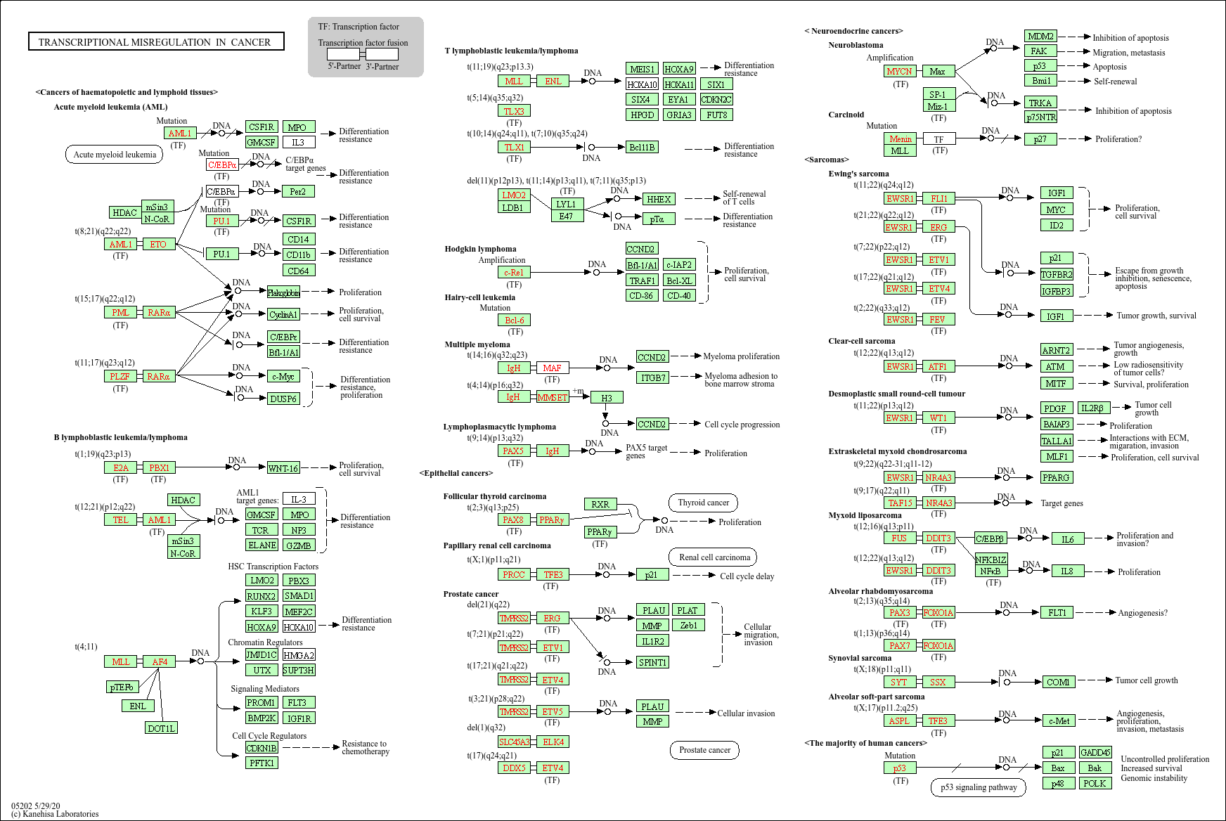 KEGG PATHWAY: Transcriptional misregulation in cancer - Tupaia ...