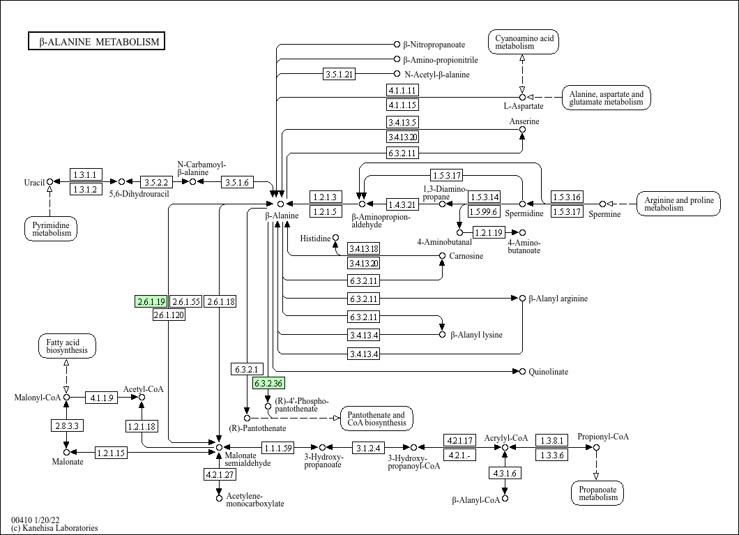 KEGG PATHWAY: beta-Alanine metabolism - Thermoproteus uzoniensis