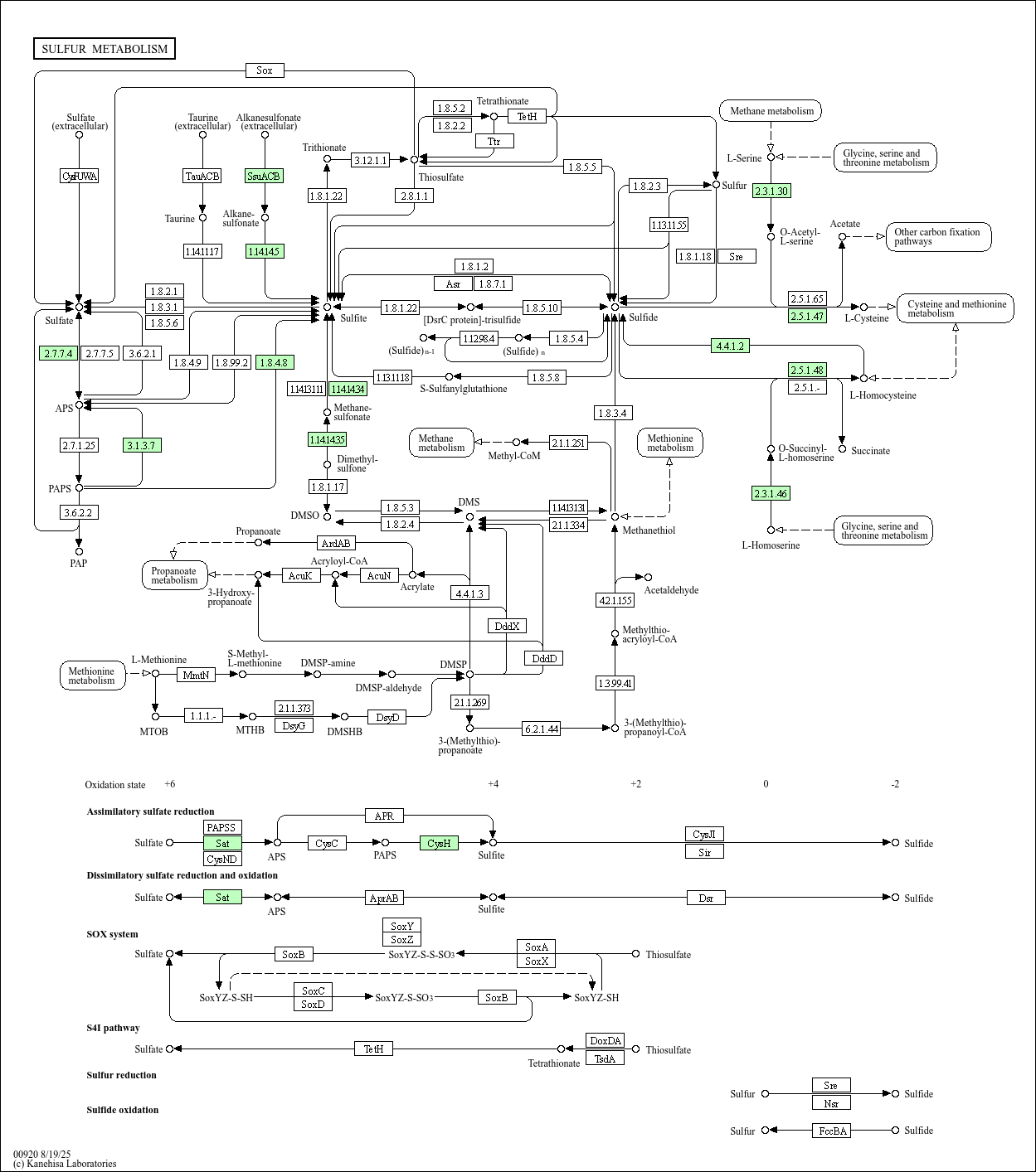 KEGG PATHWAY: Sulfur metabolism - Thermoactinomyces vulgaris