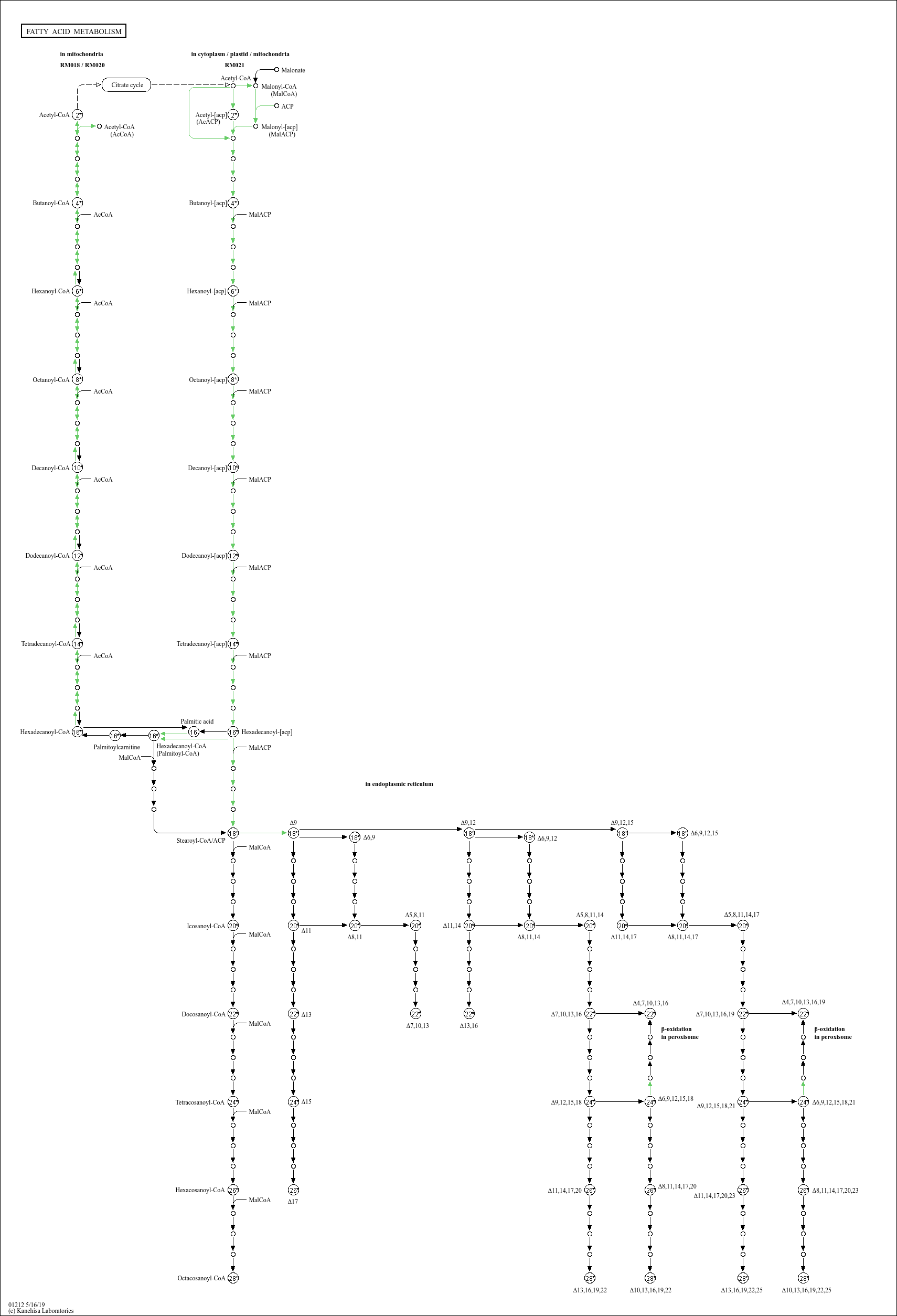 KEGG PATHWAY: Fatty acid metabolism - Candidatus Uabimicrobium amorphum