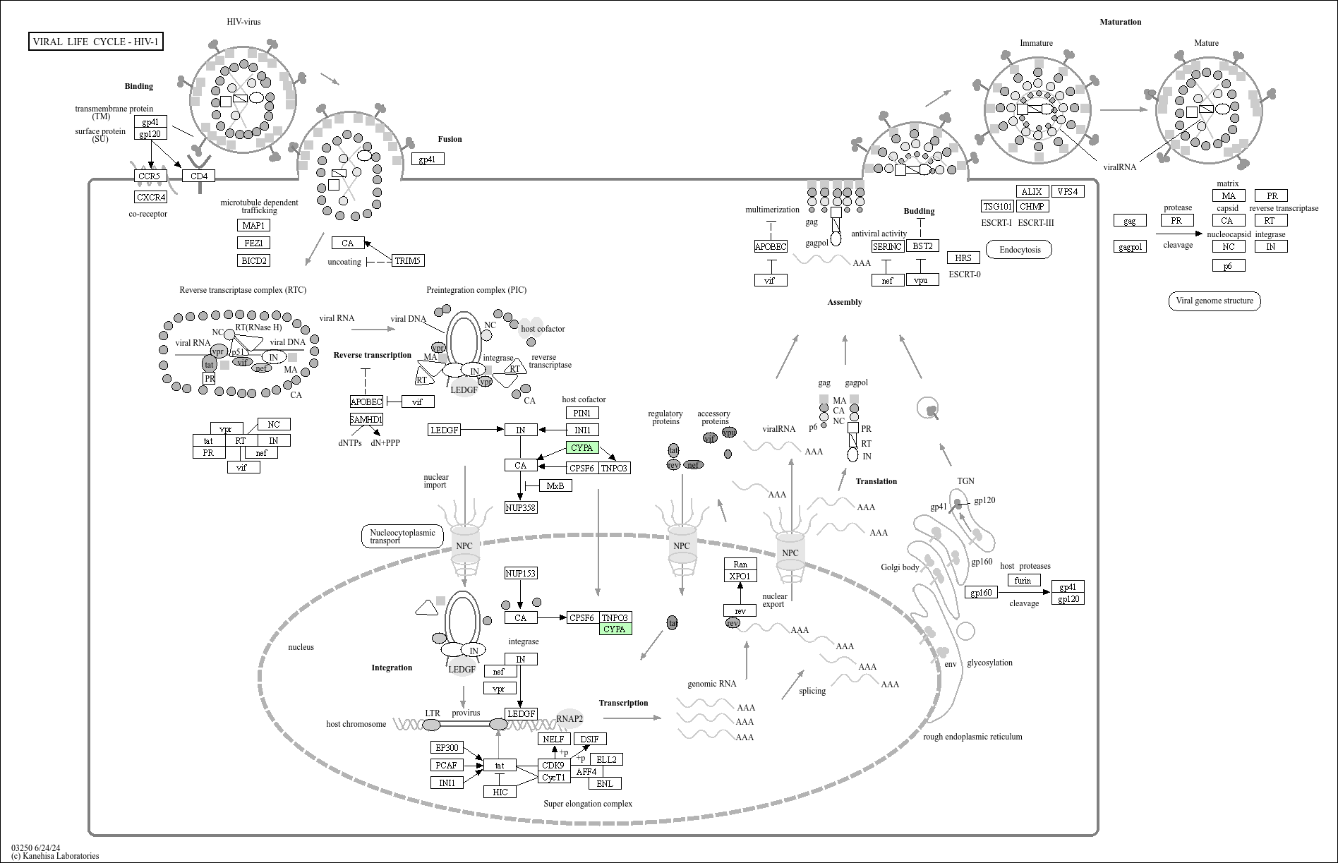 Vibrio Cholerae Life Cycle