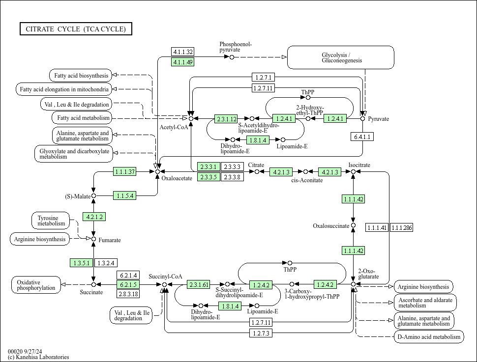 KEGG PATHWAY: Citrate cycle (TCA cycle) - Vibrio natriegens