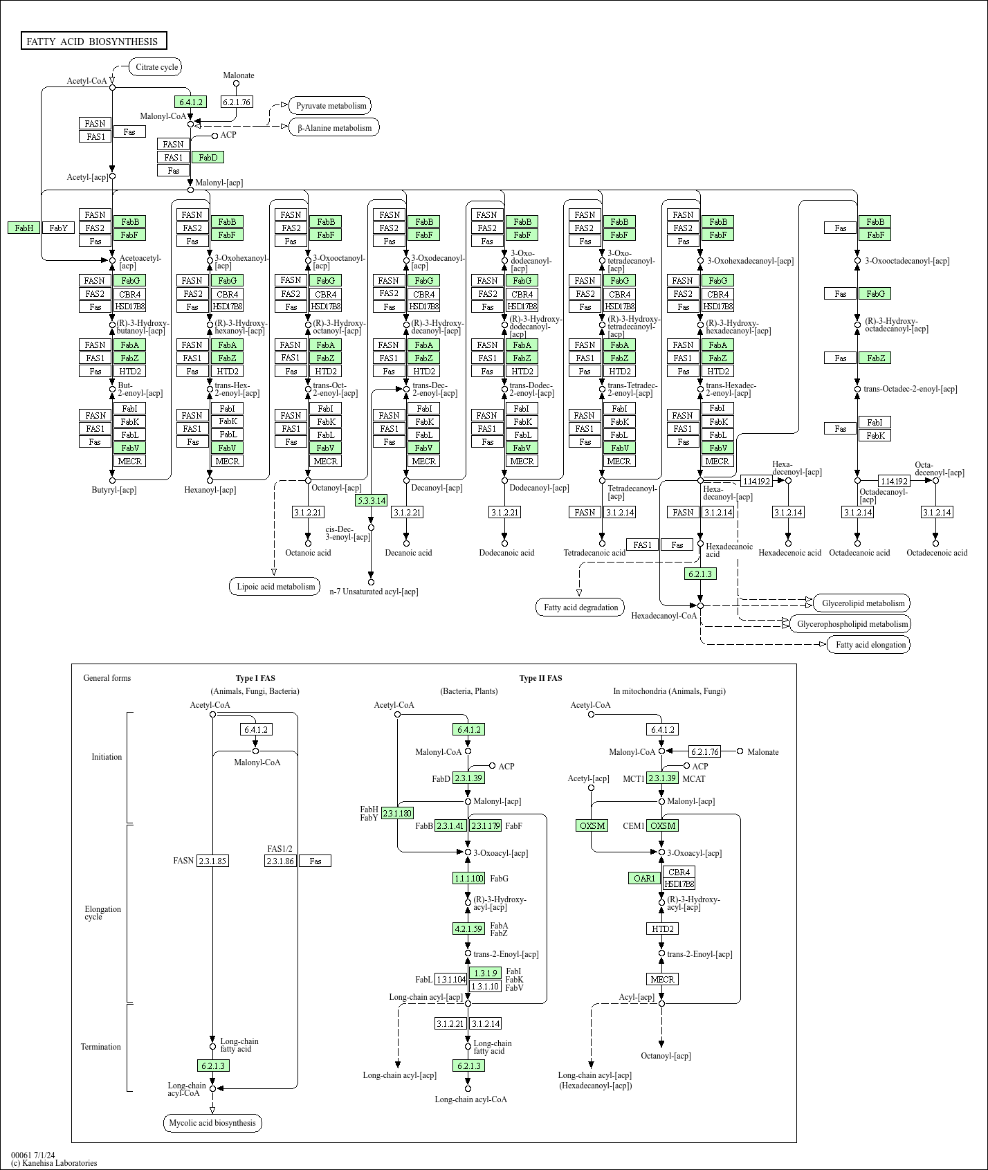 KEGG PATHWAY: Fatty acid biosynthesis - Vibrio natriegens