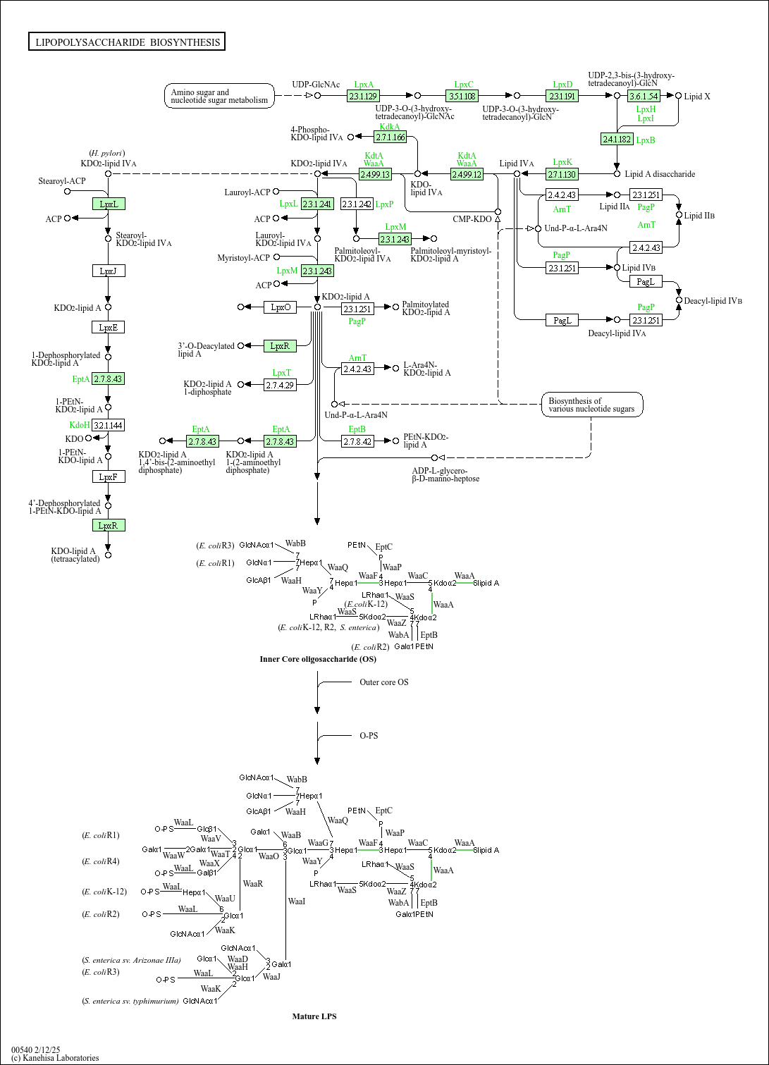 KEGG PATHWAY: Lipopolysaccharide biosynthesis - Vibrio natriegens