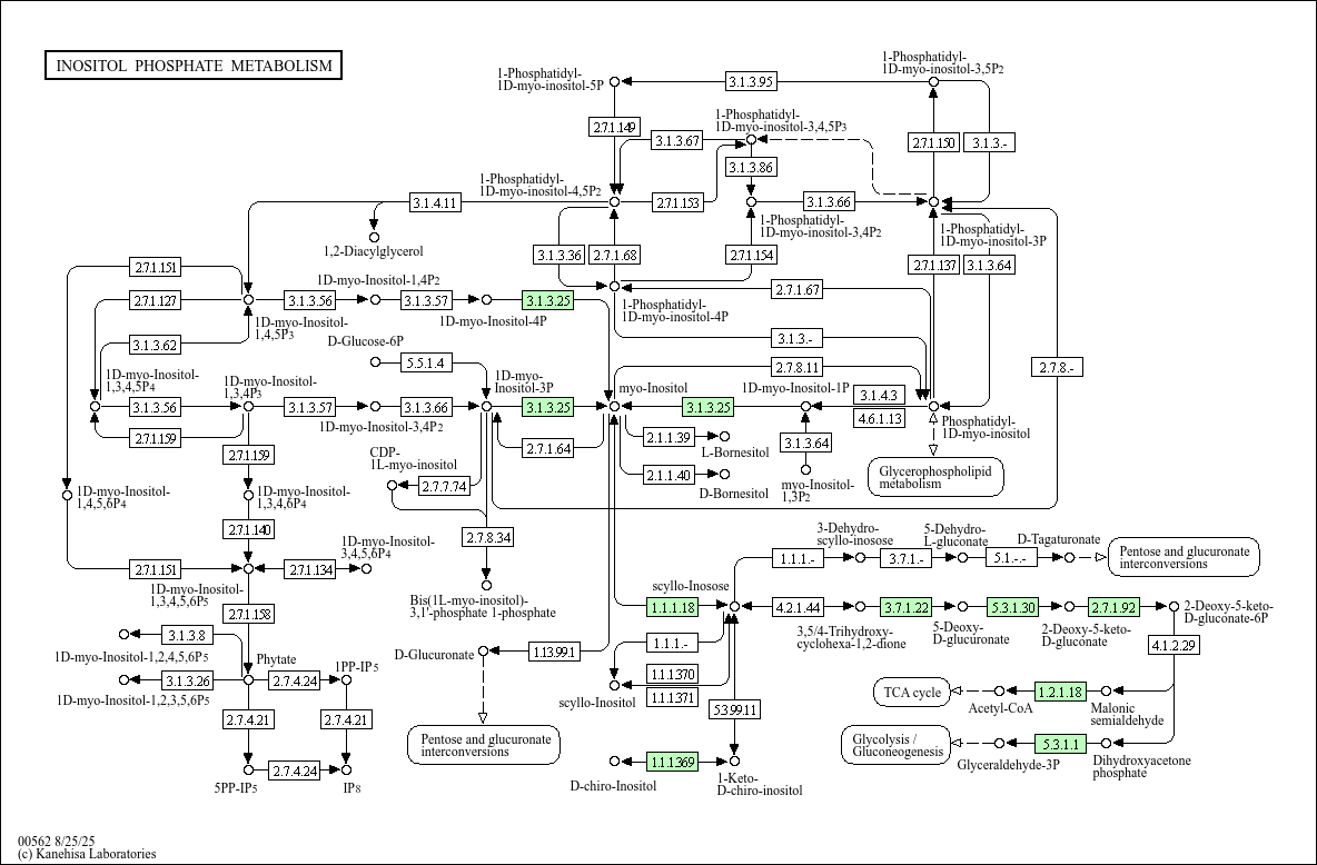KEGG PATHWAY: Inositol phosphate metabolism - Vibrio natriegens