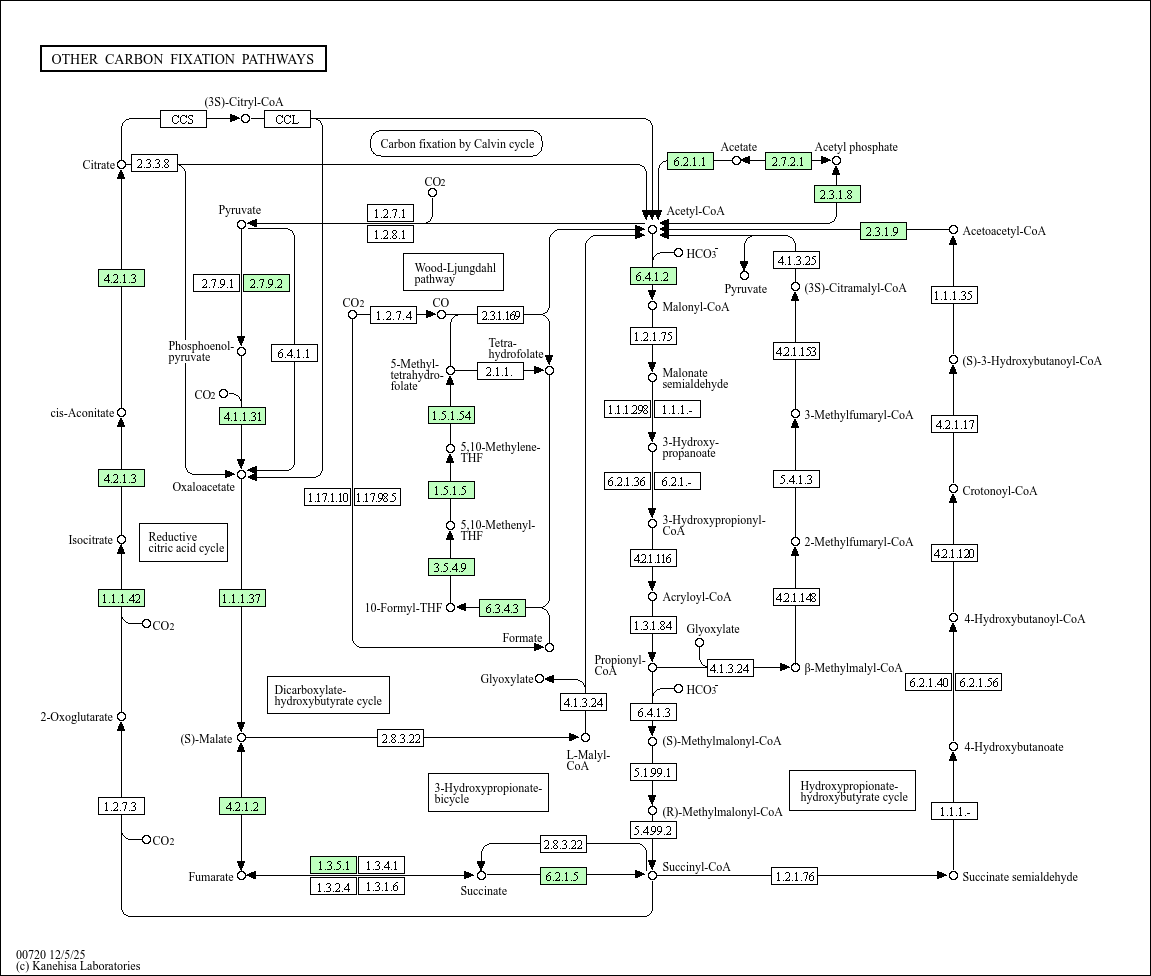 KEGG PATHWAY: Other carbon fixation pathways - Vibrio natriegens