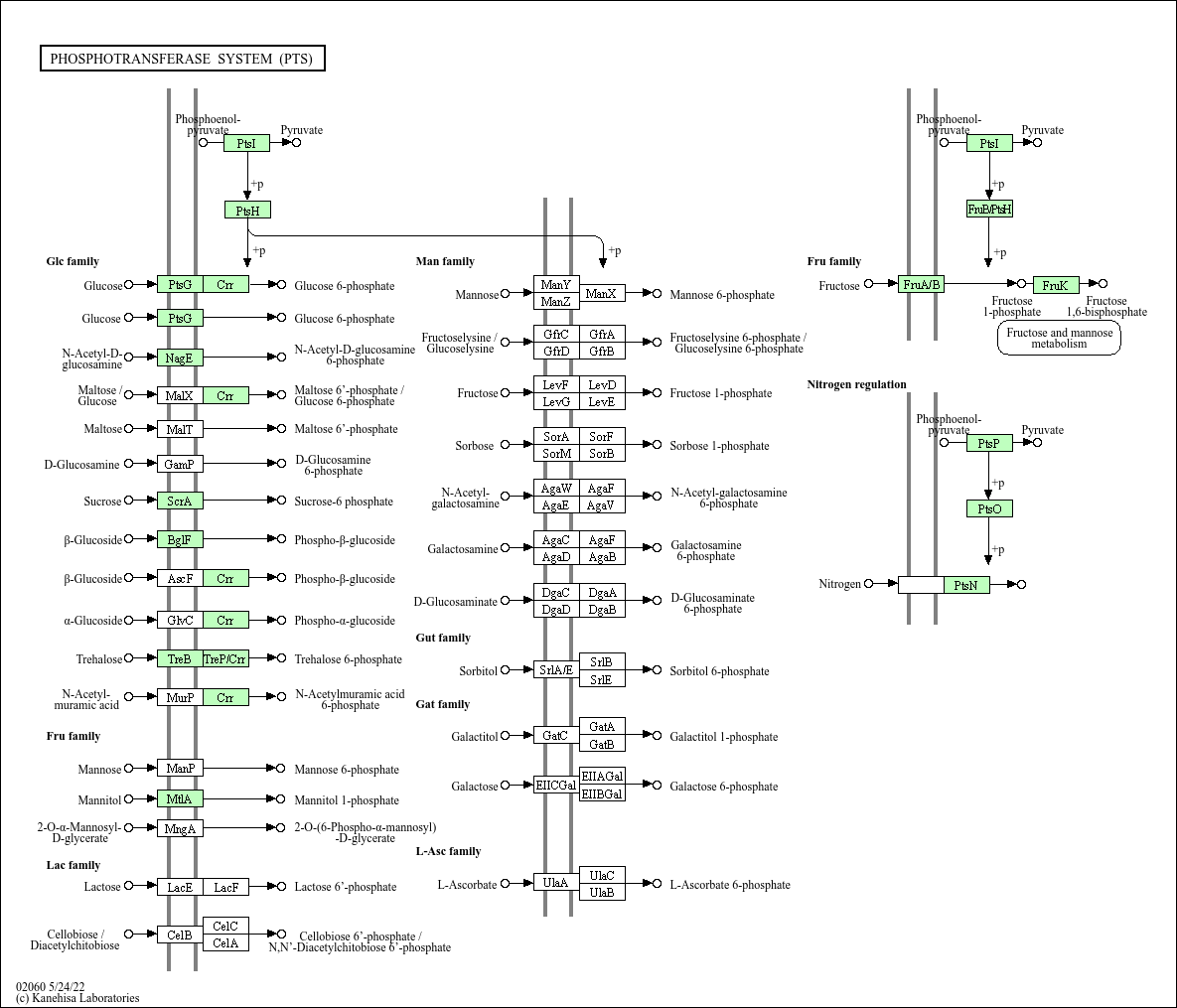 KEGG PATHWAY: Phosphotransferase system (PTS) - Vibrio natriegens
