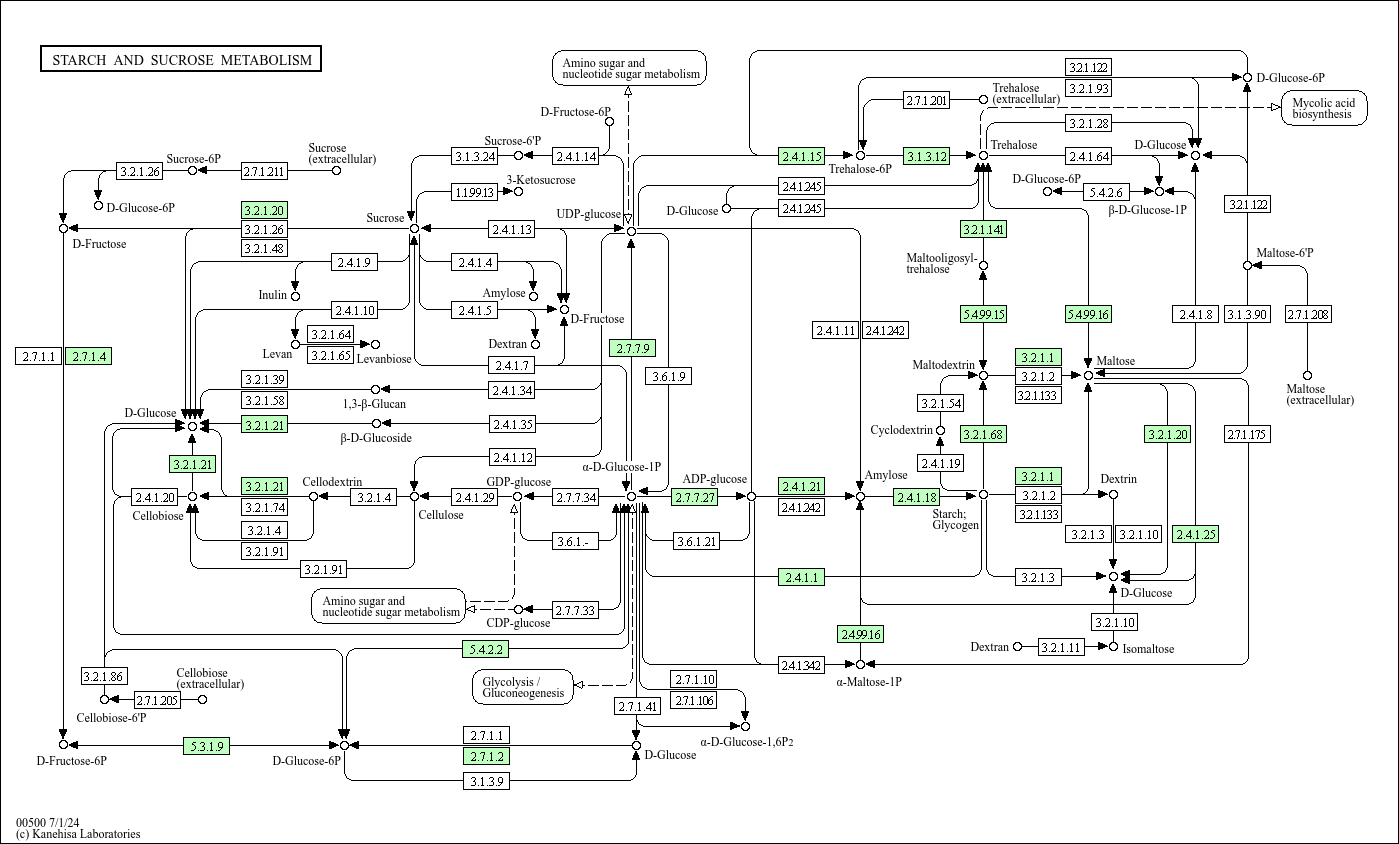 KEGG PATHWAY: Starch and sucrose metabolism - Variovorax paradoxus B4