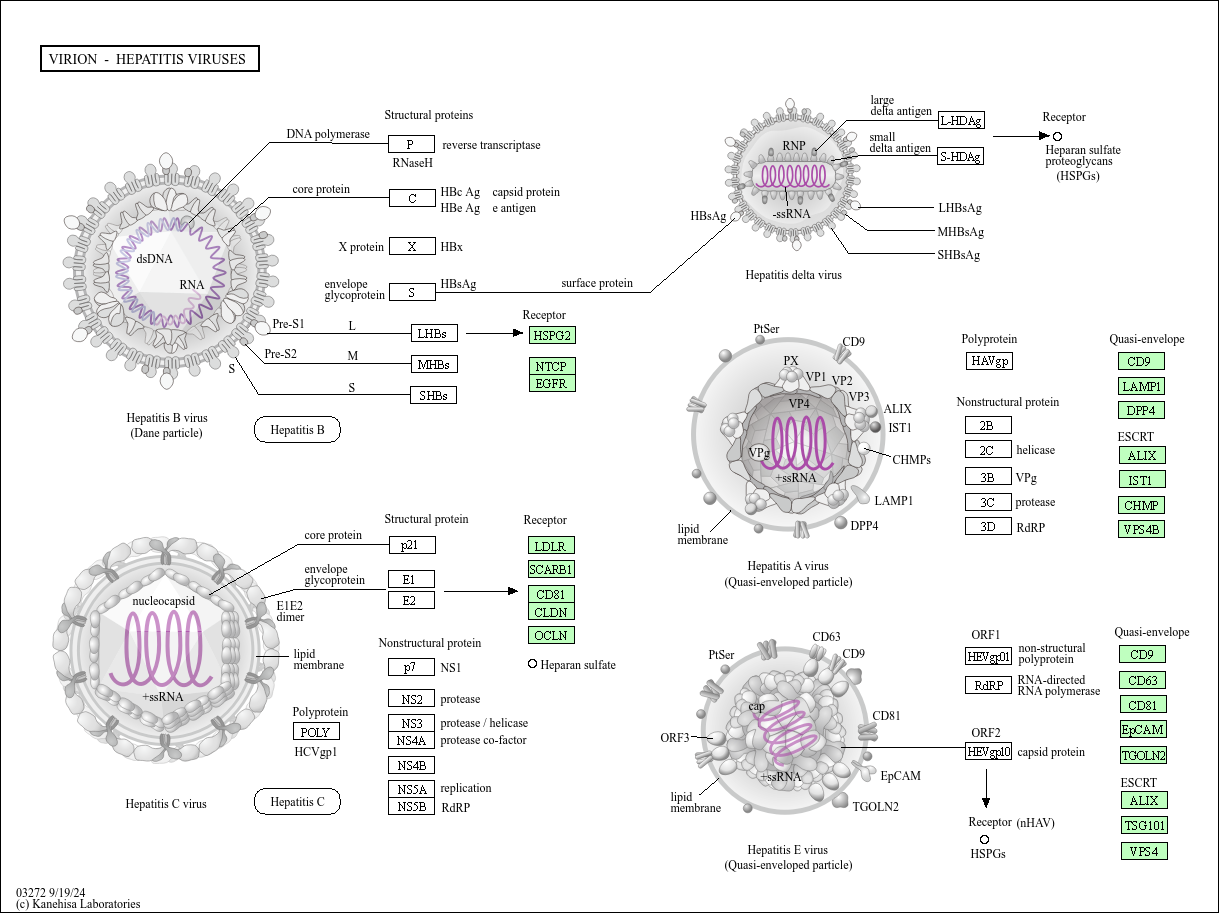 KEGG PATHWAY: Virion - Hepatitis viruses - Xenopus tropicalis (tropical ...