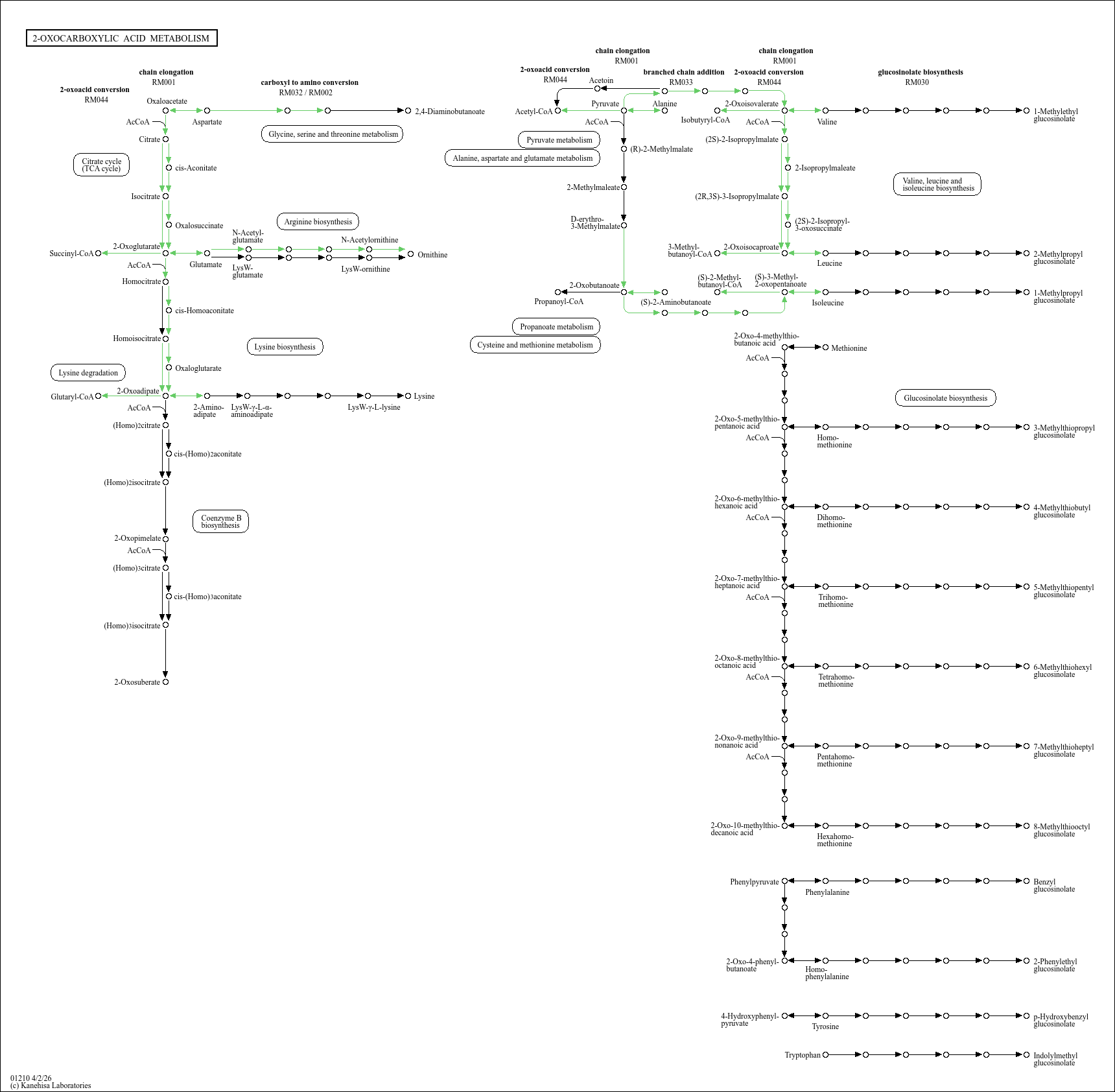 KEGG PATHWAY: 2-Oxocarboxylic acid metabolism - Yarrowia lipolytica