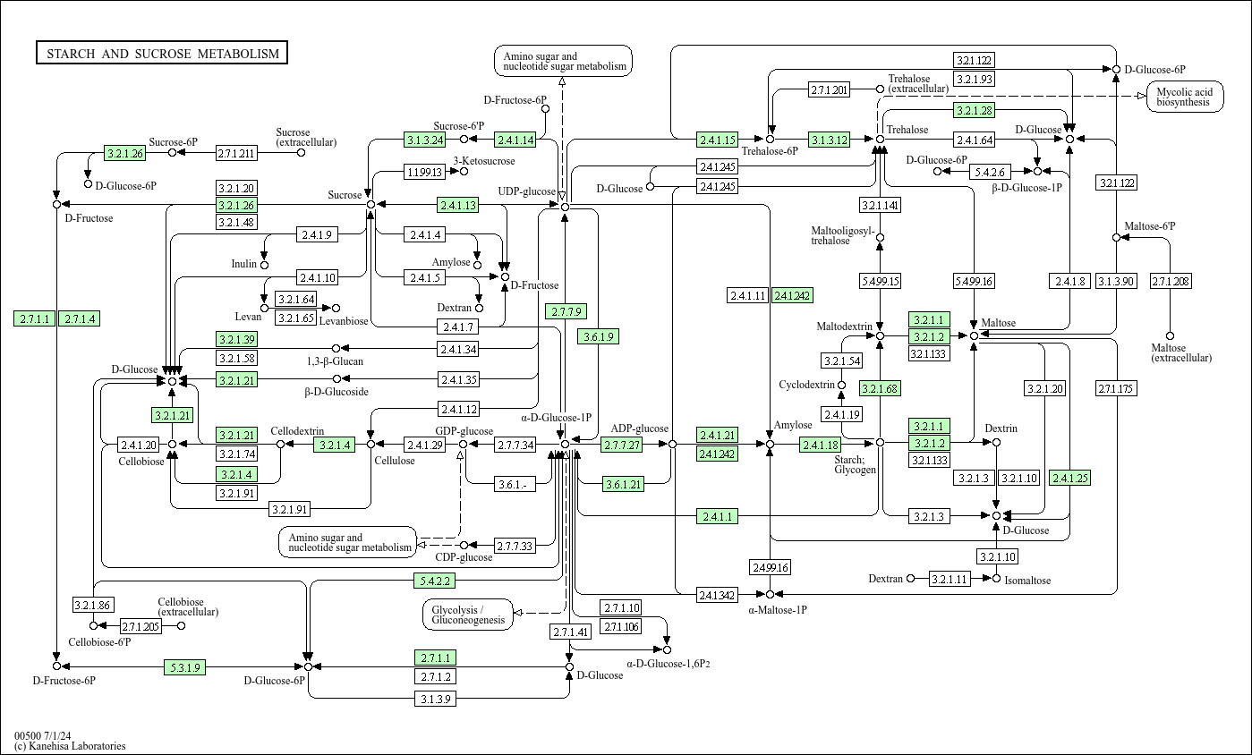 KEGG PATHWAY: Starch and sucrose metabolism - Zea mays (maize)