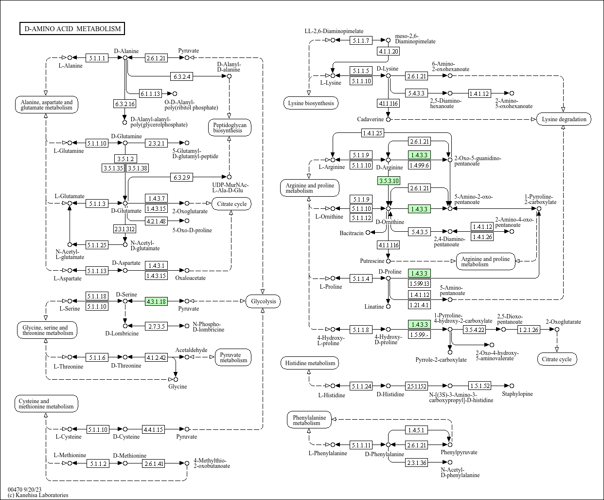 KEGG PATHWAY: D-Amino acid metabolism - Zygosaccharomyces rouxii